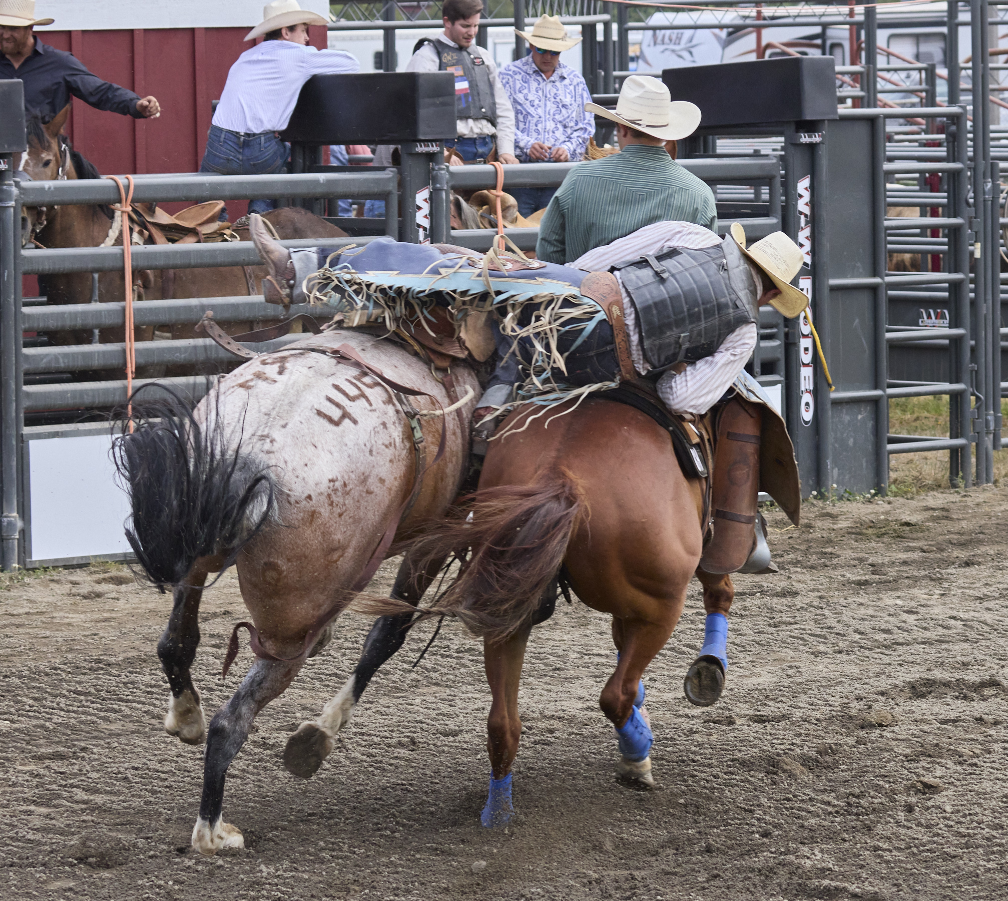 Images - Professional Rodeo Photographs